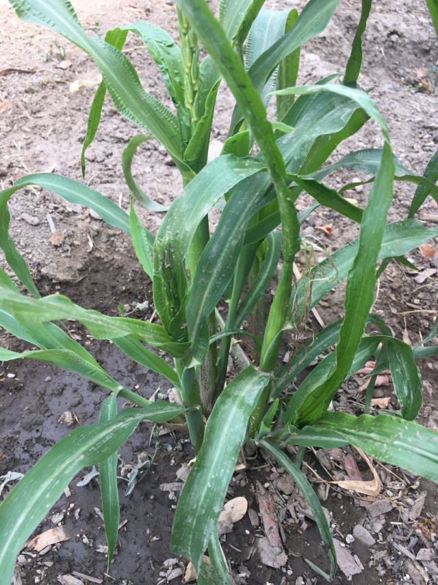 The Miracle of Stopping the Crows from Getting the Corn | Tree of Life ...