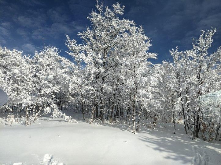 What Makes Jesus Happy | Tree of Life Mothering